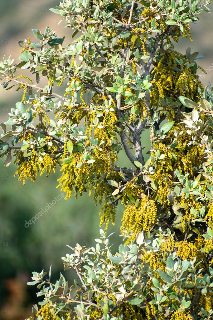 Flor vertical de roble de maíz dulce (Quercus Rotundifolia) 2023