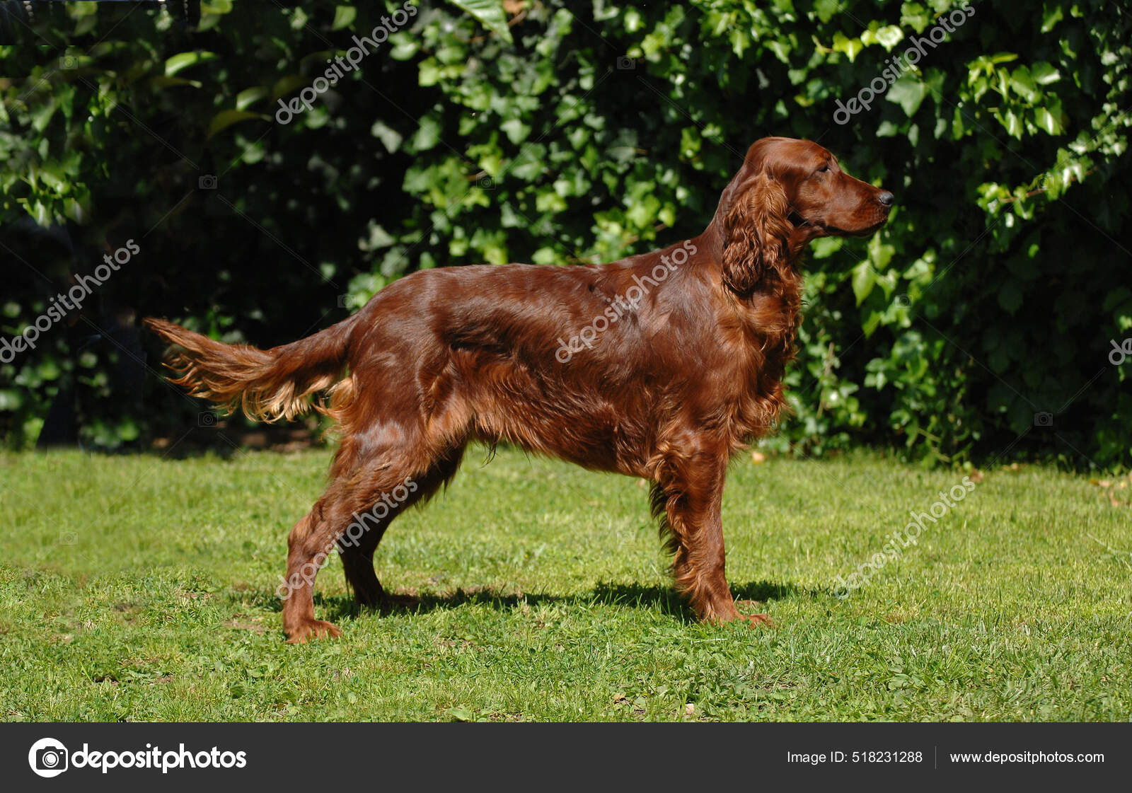 Brown Irish Setter Red Setter Park — Stock Photo © Wirestock #518231288