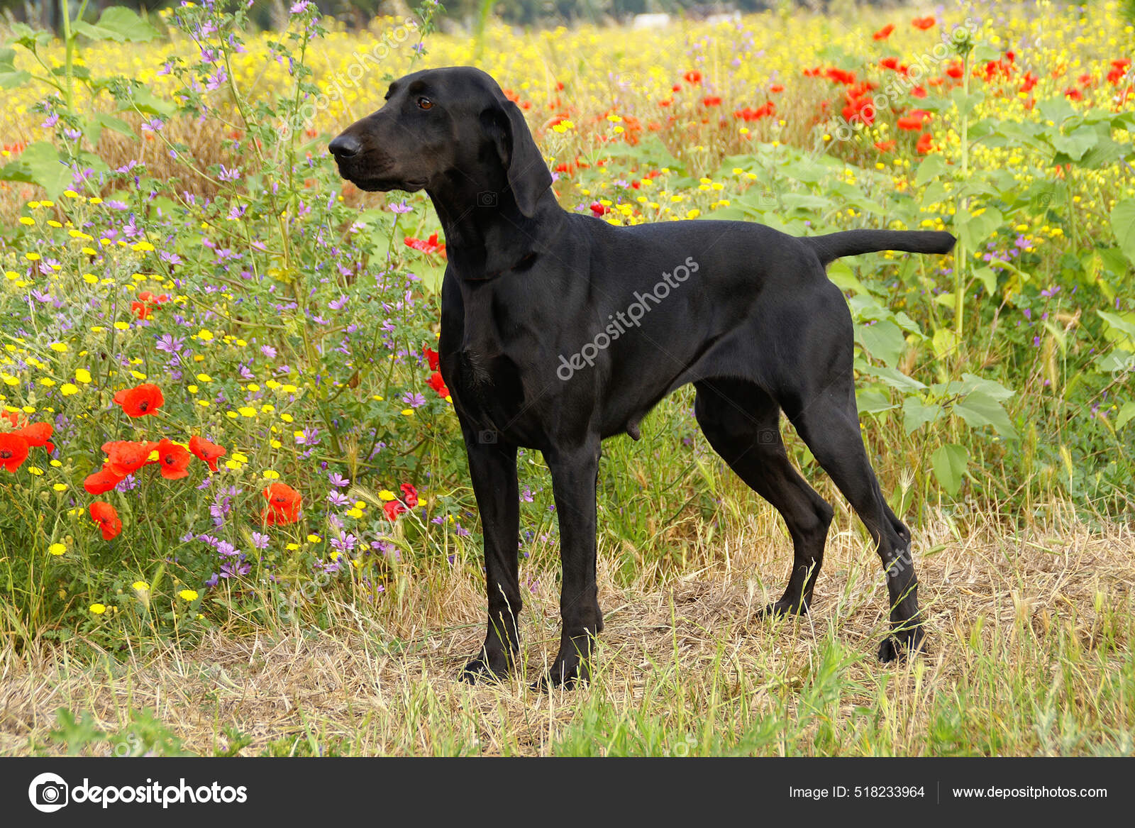 Lab Pointer Dog