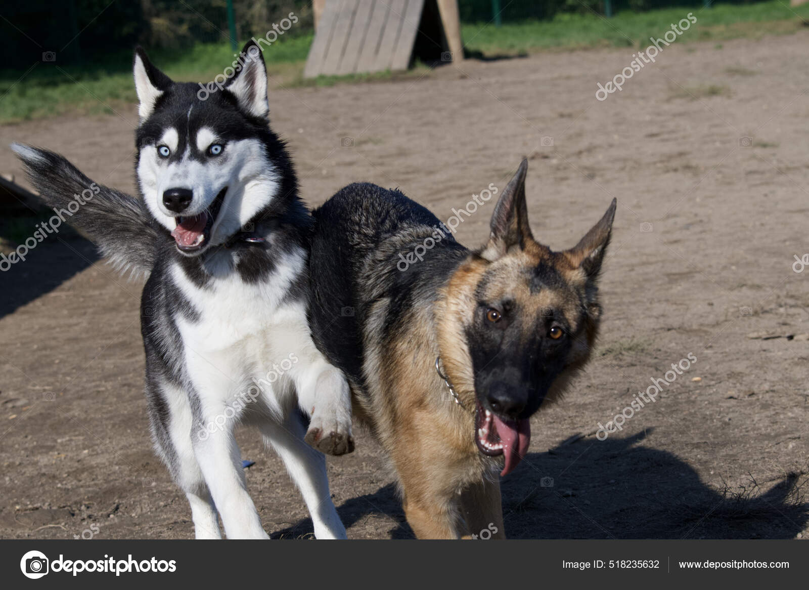 Husky Dog German Shepherd Dog Playing Cheerfully Together Dog Park ...