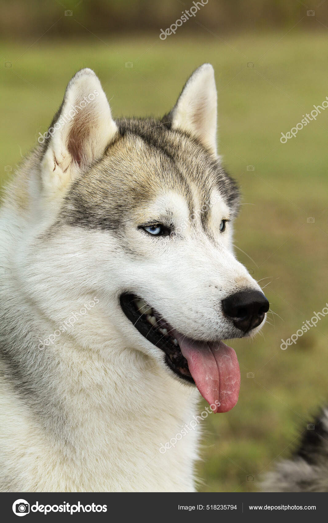 Vertical Shot Cute Siberian Husky Outdoor — Stock Photo © Wirestock ...