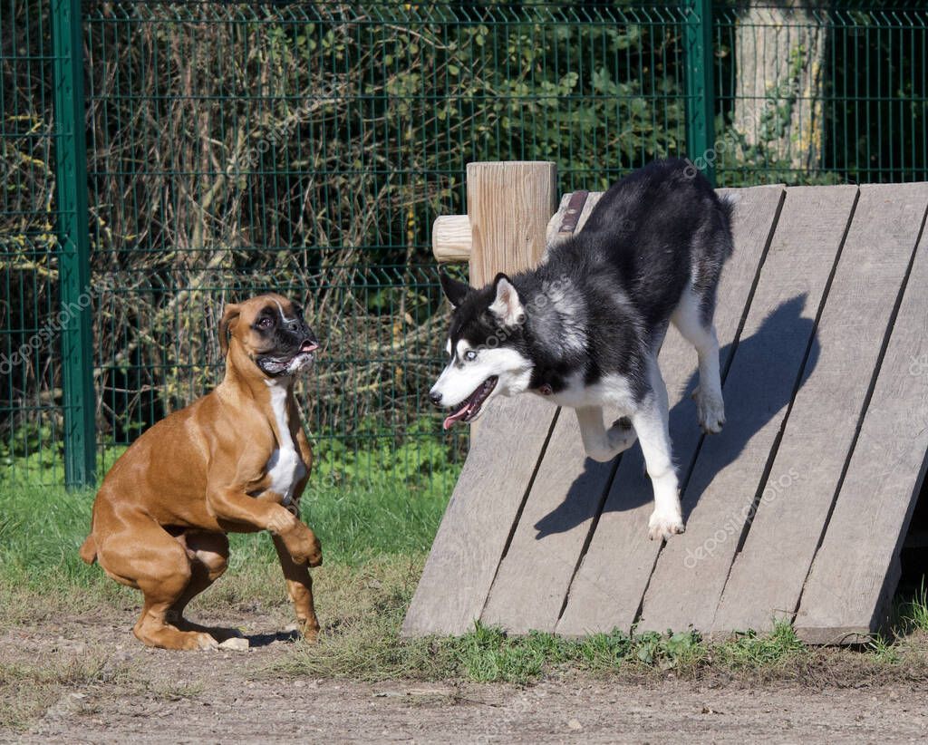 Husky perro y boxeador perro jugando alegremente juntos en un parque de ...