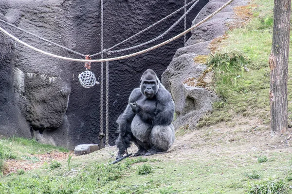 동물원에 고릴라 Foto Stock, 동물원에 고릴라 Immagini | Depositphotos