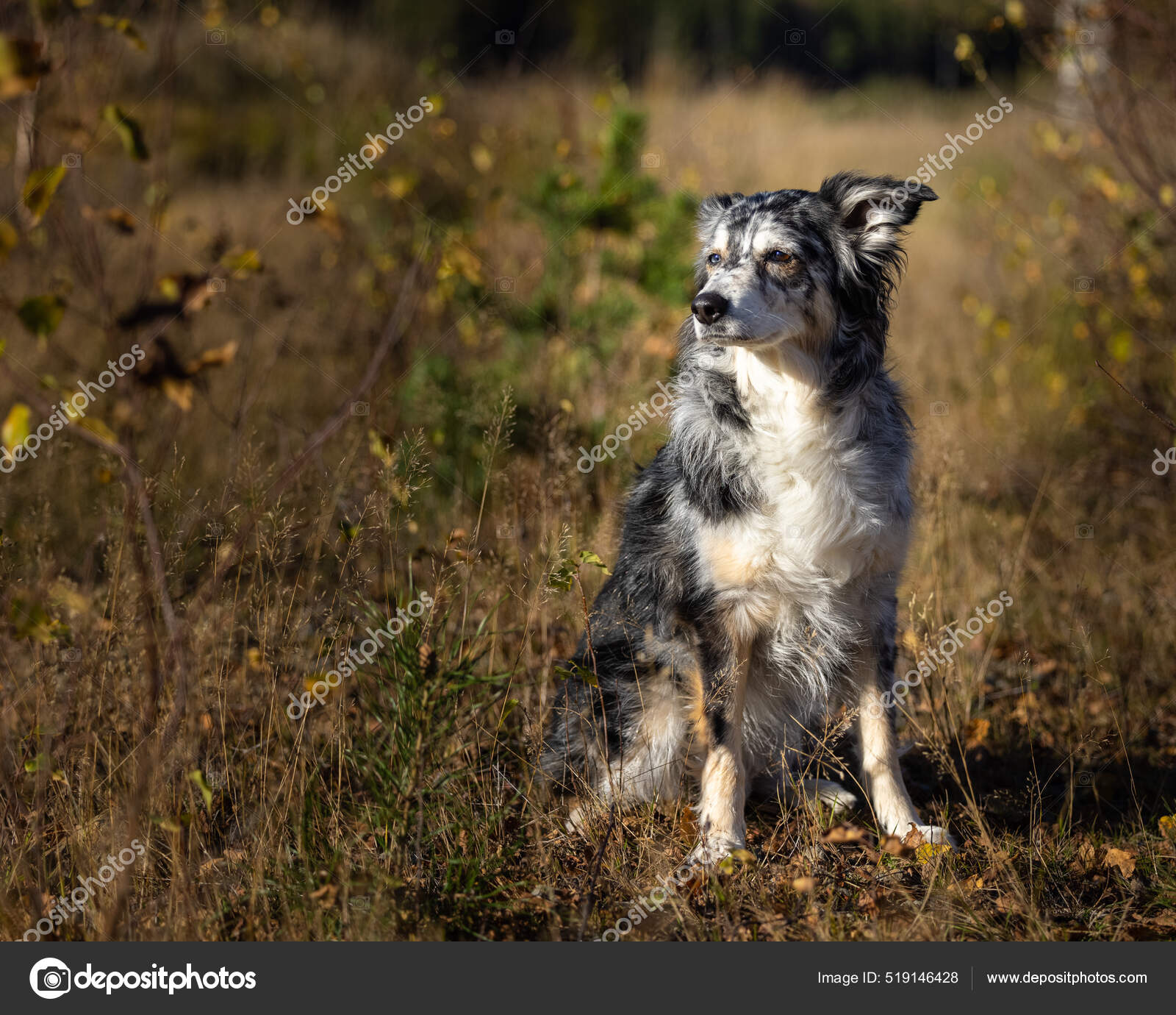 Shallow Focus Shot Beautiful Aussie Dog Sitting Park Grass Australian ...