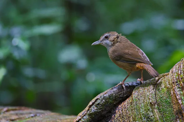 cute bird on a tree stump and log Abbot's Babbler - Stock Image ...