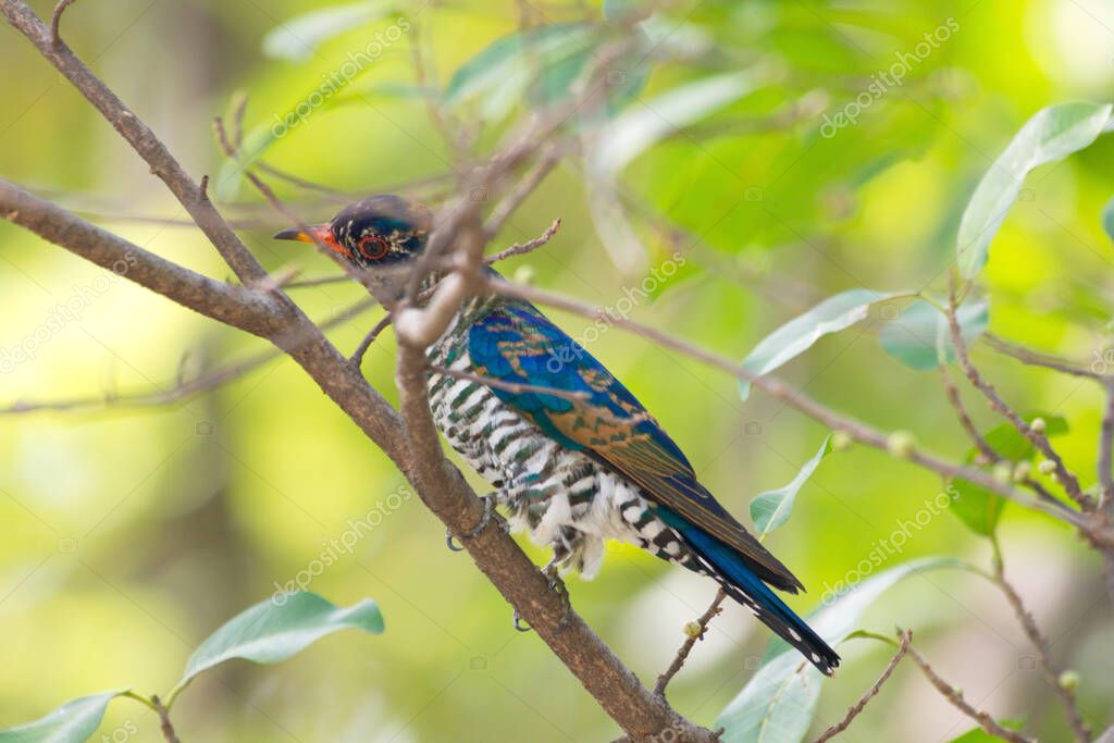 Varios aves de cuco criador de parásitos 2024