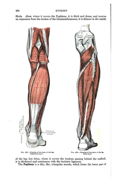 Vintage anatomy fotos de stock, imágenes de Vintage anatomy sin ...