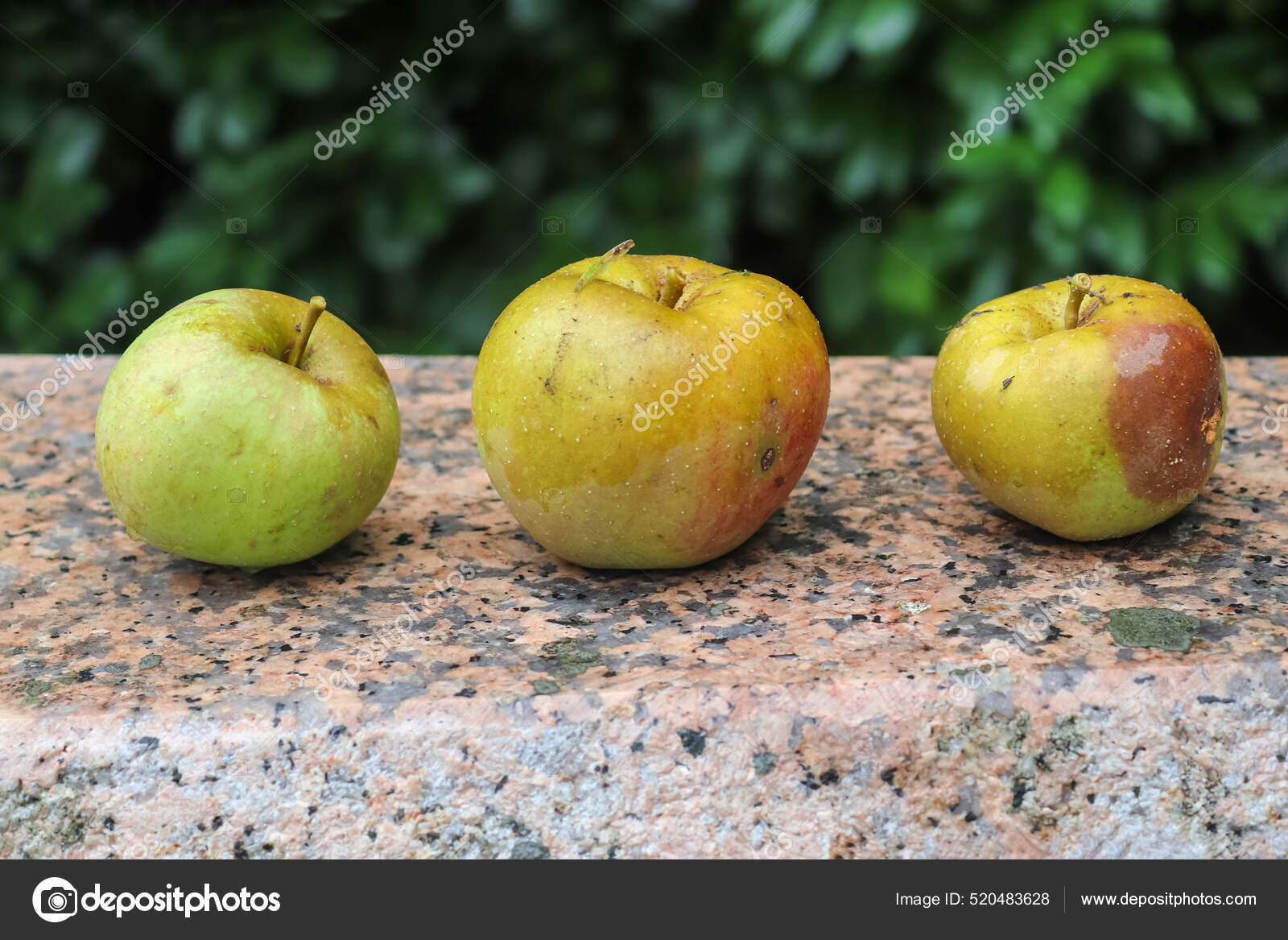 Three Stages Rotting Apples Granite Wall — Stock Photo © Wirestock ...