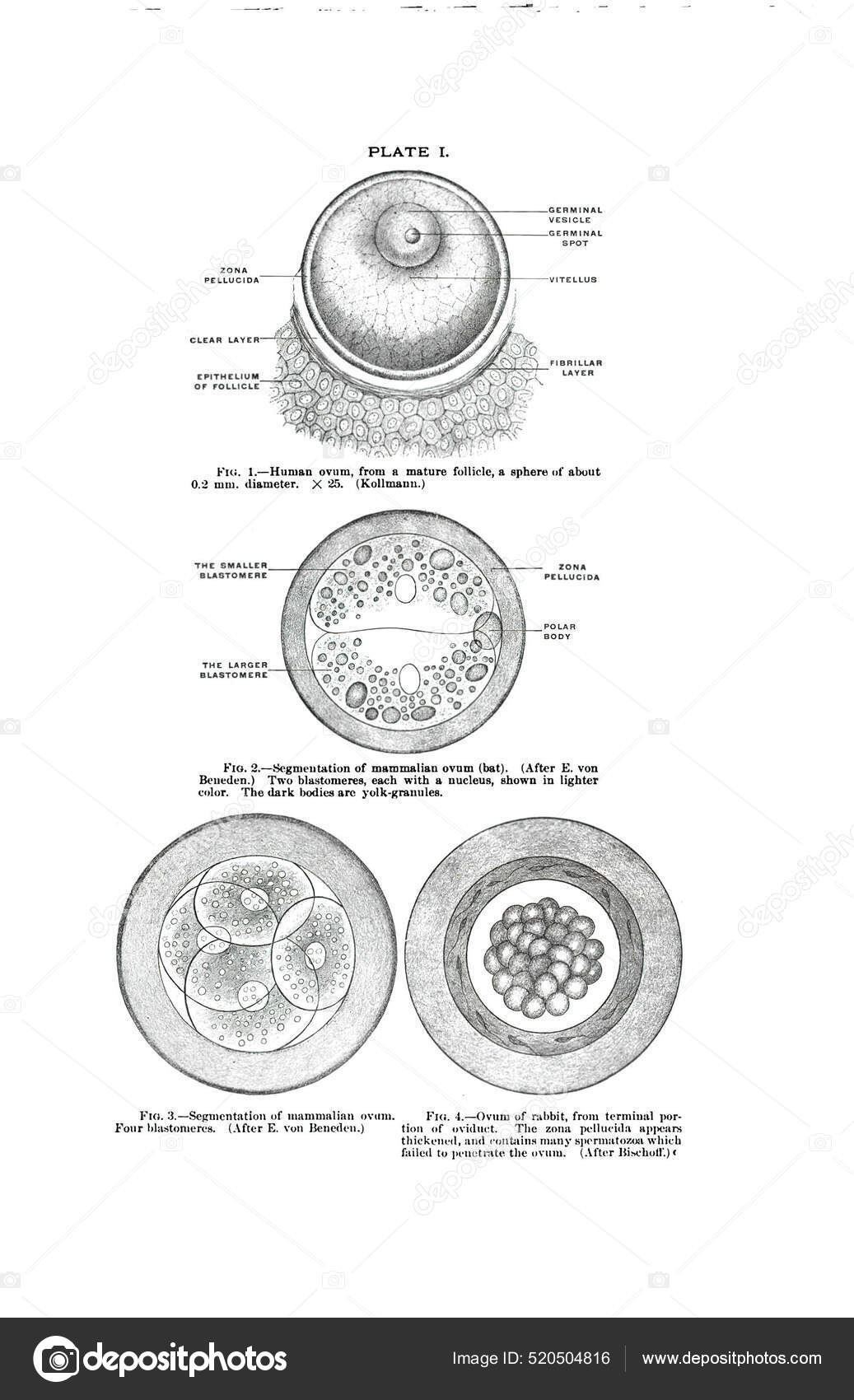 Old Anatomy Book Illustrations Human Ovum Segmentation Mammalian Ovum ...