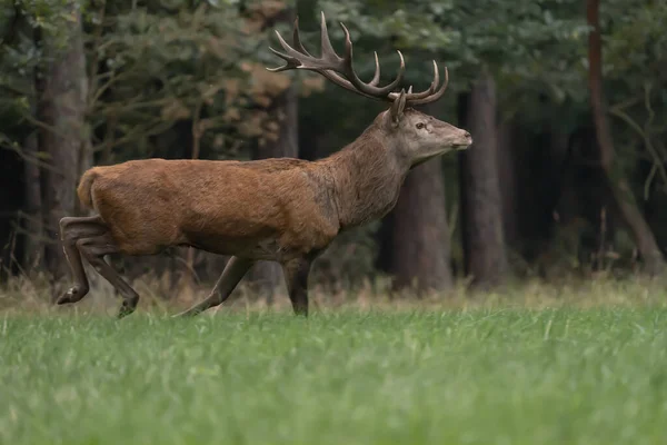 Veluwe Stock Photos, Royalty Free Veluwe Images | Depositphotos