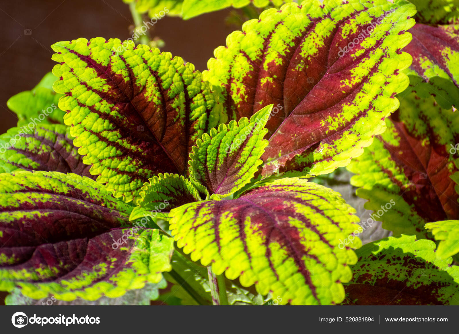 Coleus Pumilus