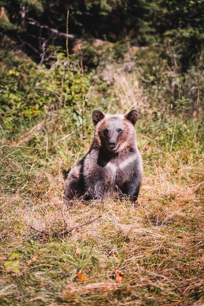 Forêt de poireaux ours Stock Photos, Royalty Free Forêt de poireaux ...
