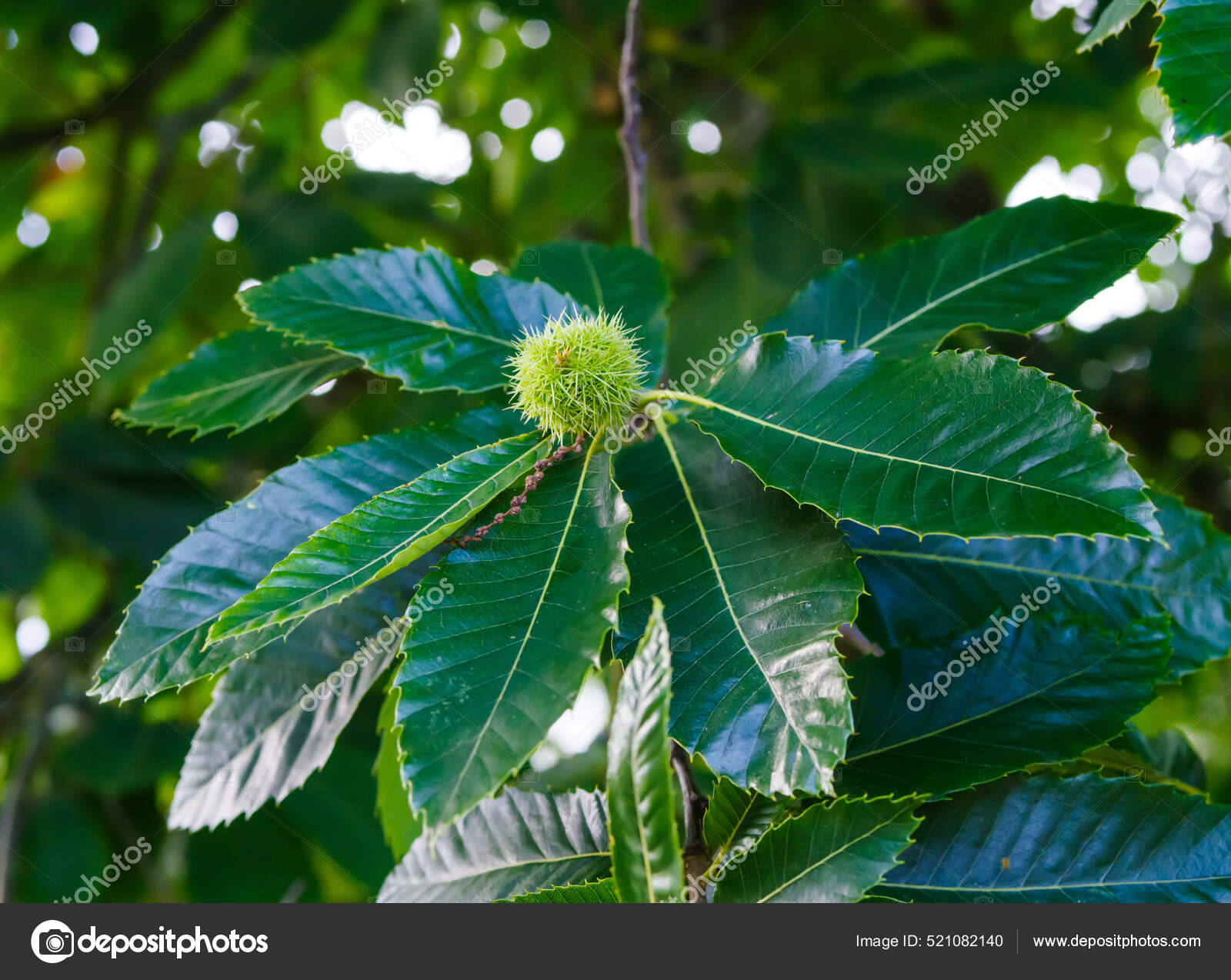 Chinese Chestnut Leaf