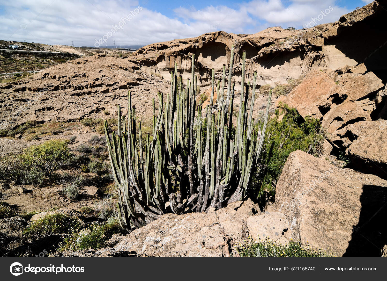 Beautiful Closeup View Long Euphorbia Cerifera Cactus Bush Cliffs ...