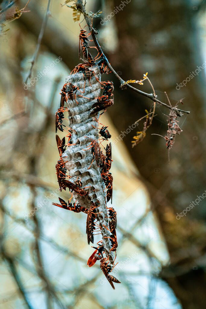 Una macro toma de un grupo de insectos del sur de Texas, avispas ...