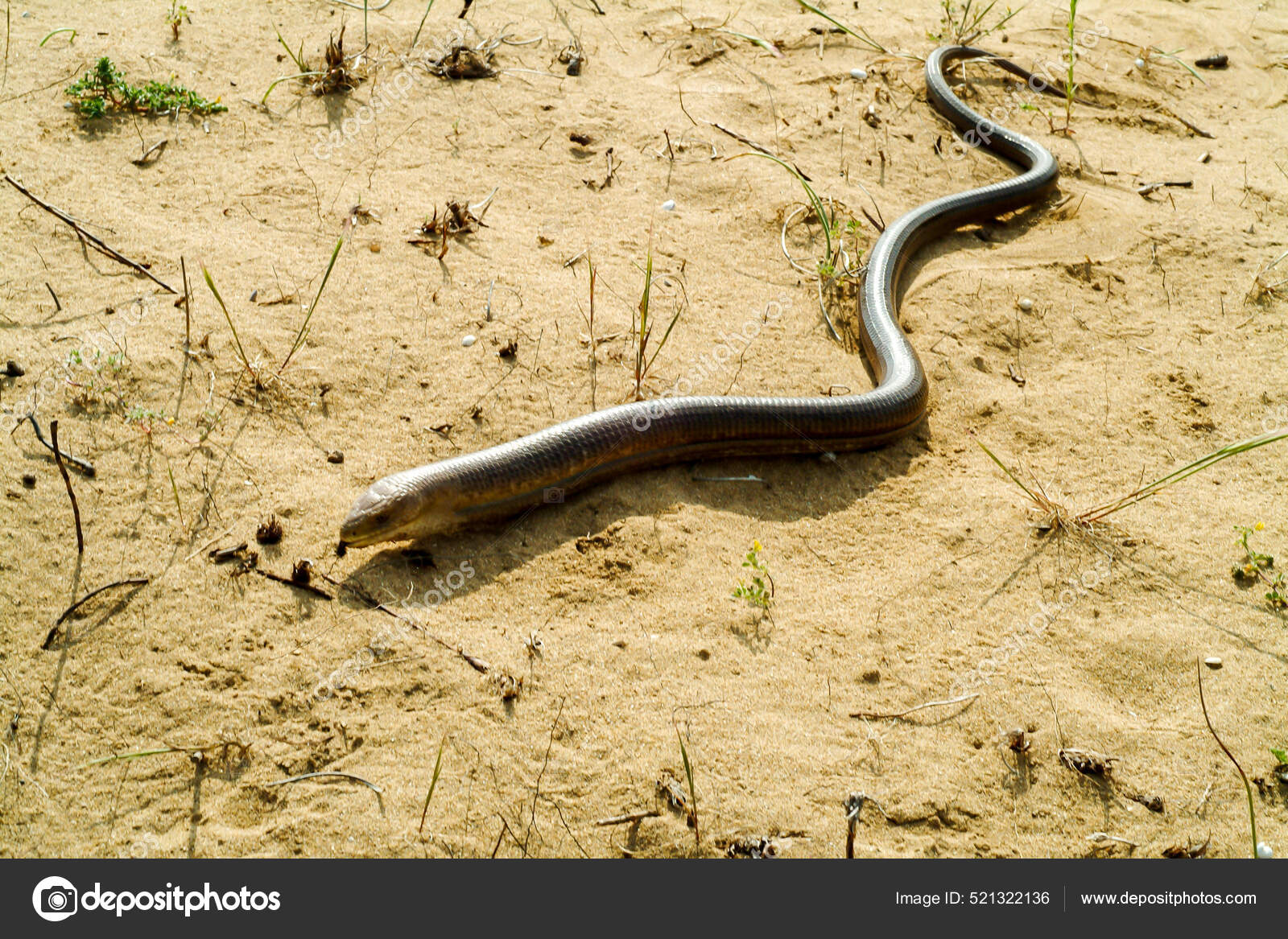 European Legless Lizard