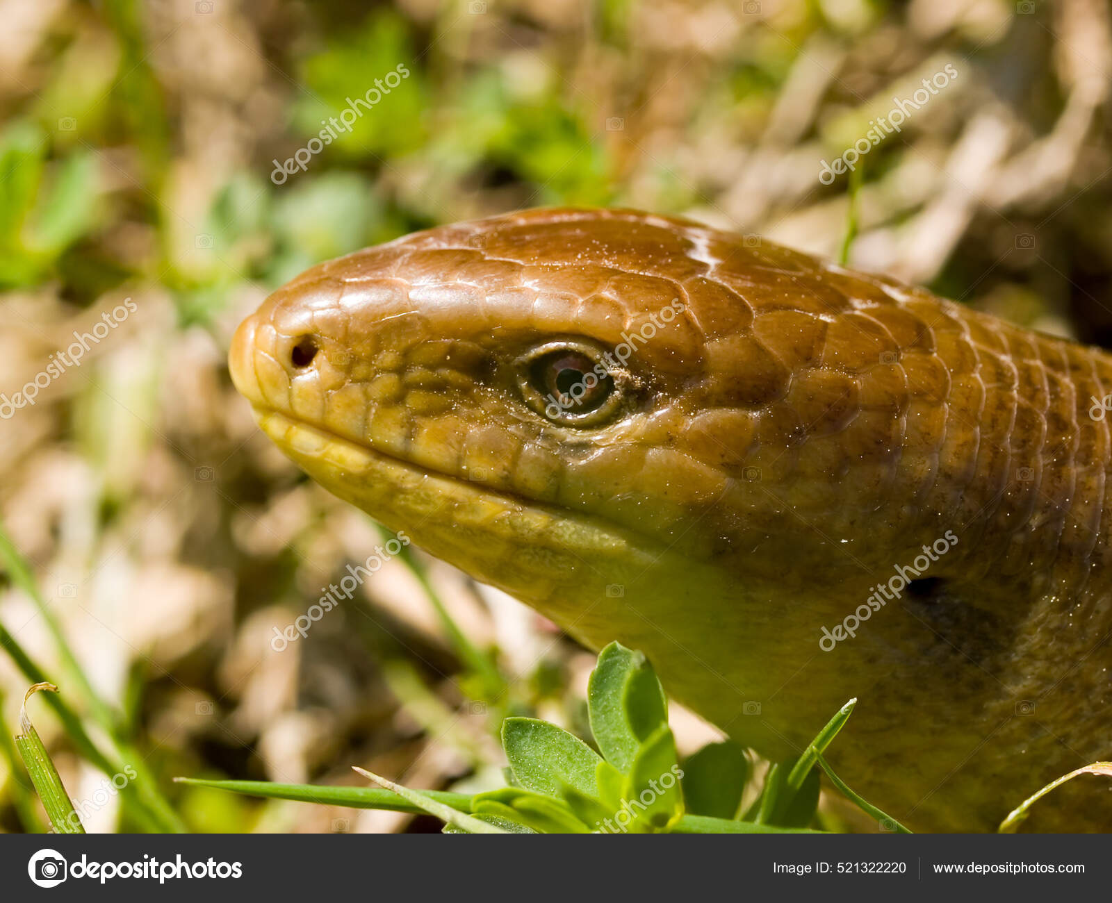 European Legless Lizard