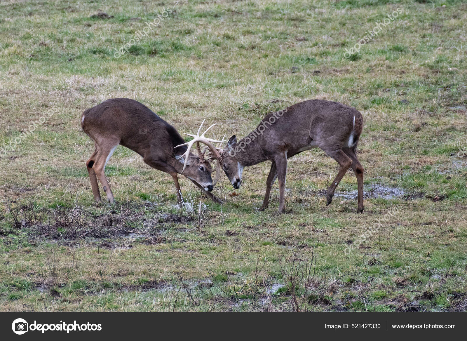 Mule Deer Fighting