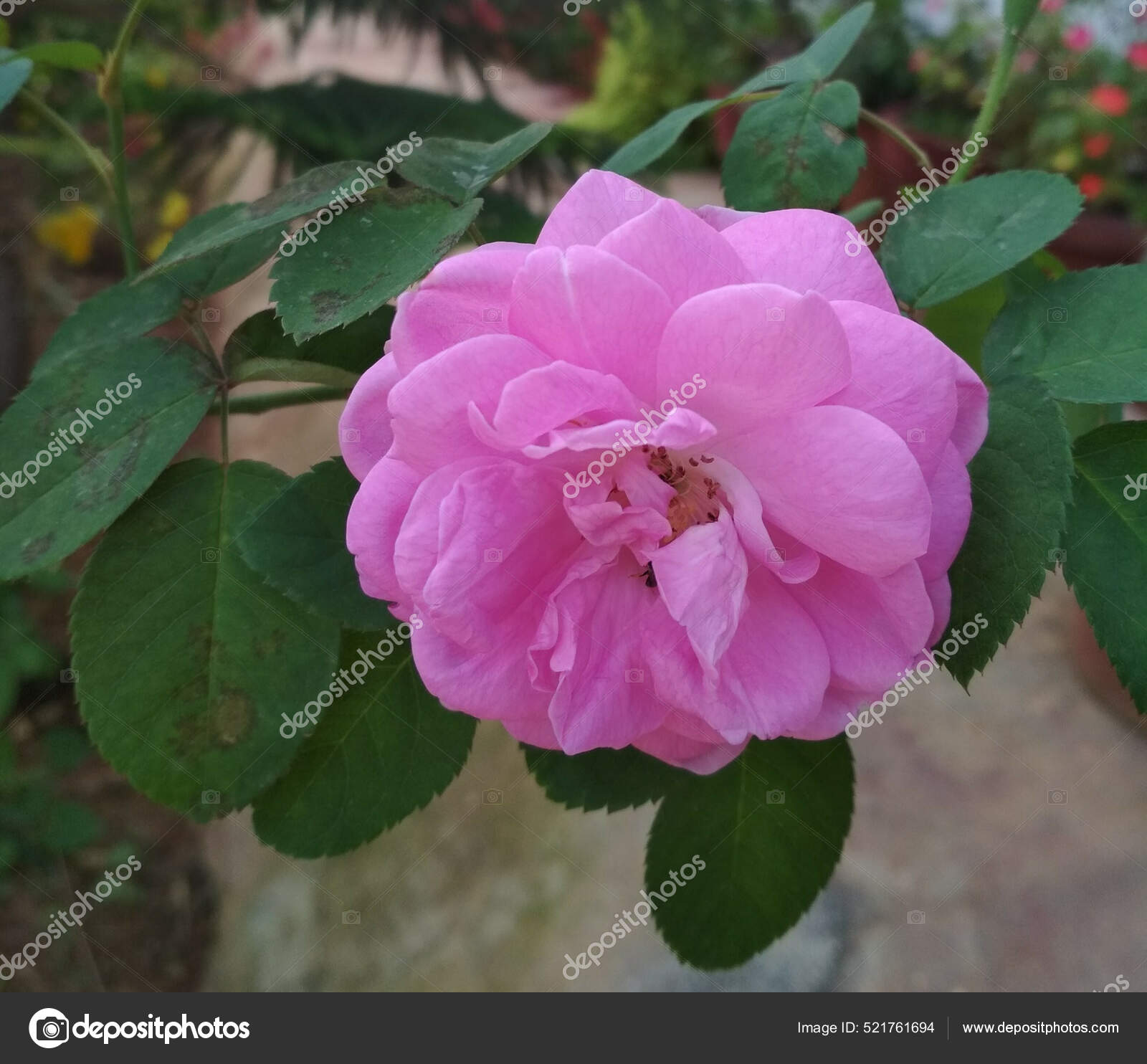 Close Shot Red Rose Growing Garden — Stock Photo © Wirestock #521761694