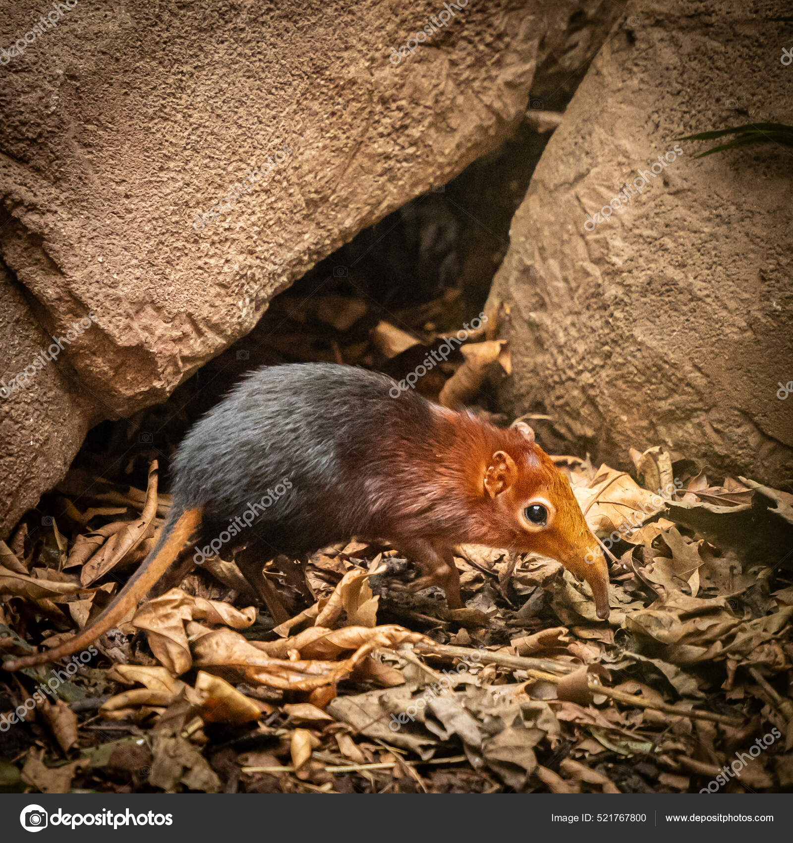 Rufous Elephant Shrew