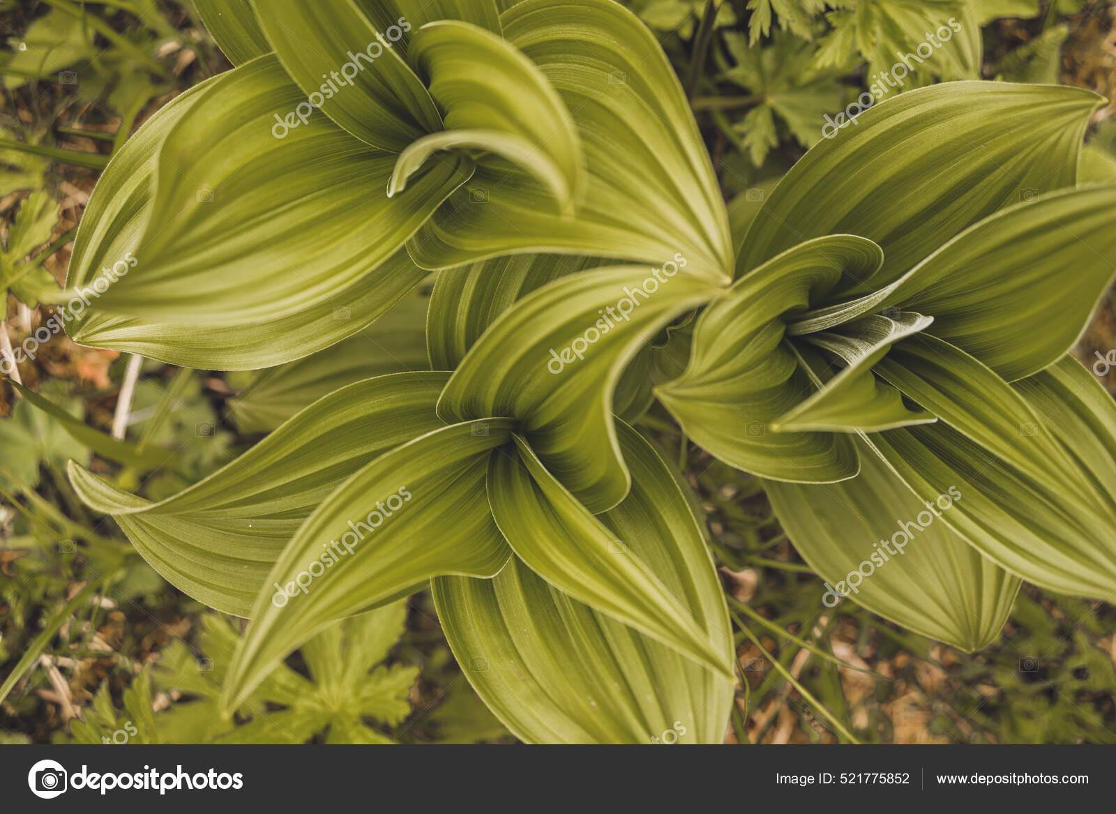 Top View Beautiful Green Veratrum False Hellebores Flowering Plant ...