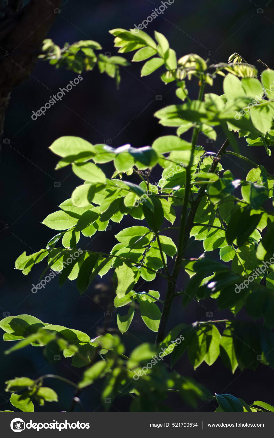 Close Green Sunny Plants Dark Blurred Background — Stock Photo ...
