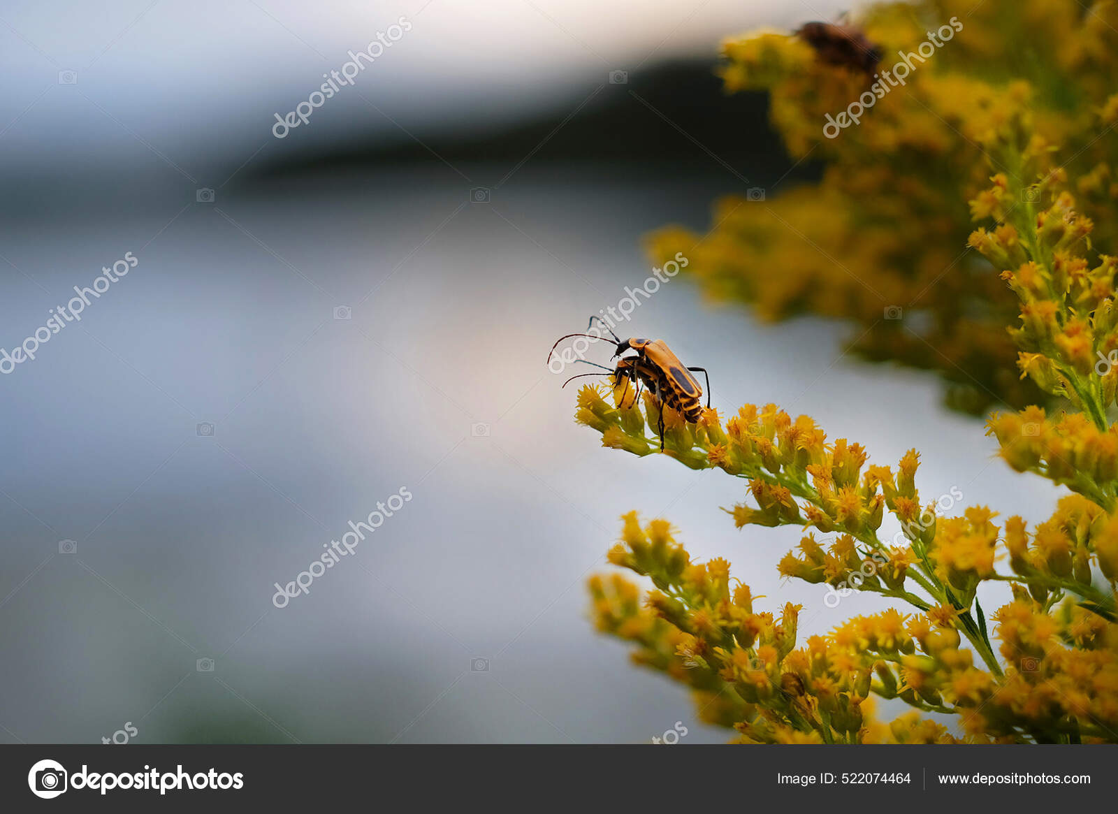 Selective Focus Bugs Mating Plant Blurry Background — Stock Photo ...