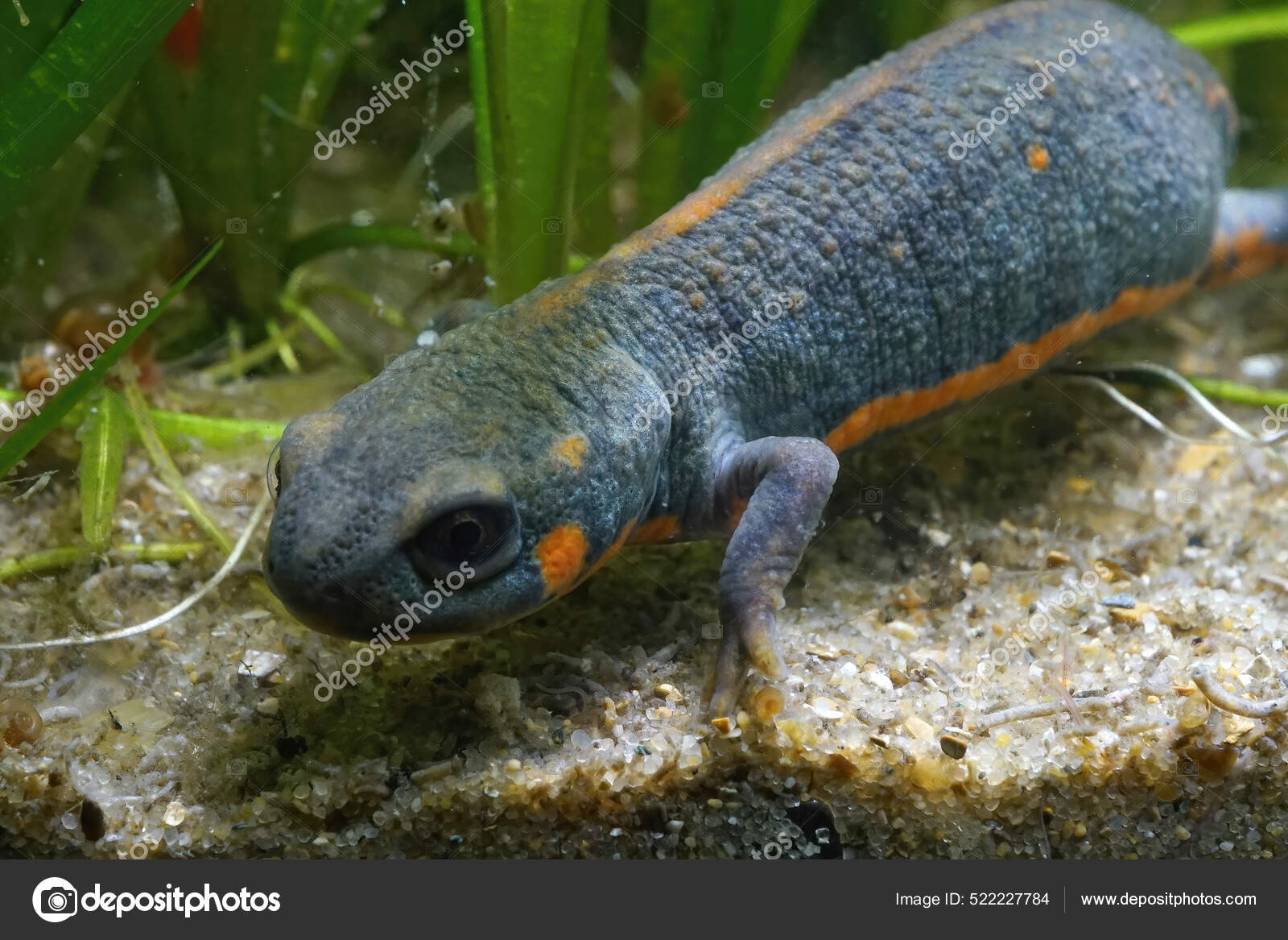 Fire Belly Salamanders Shooting Fire