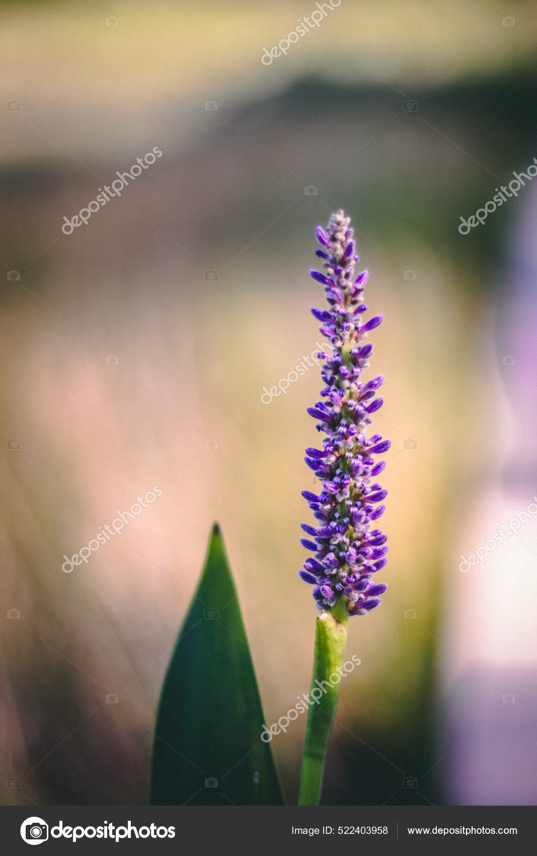 Vertical Selective Focus Purple Woolly Lavender Growing Field — Stock ...