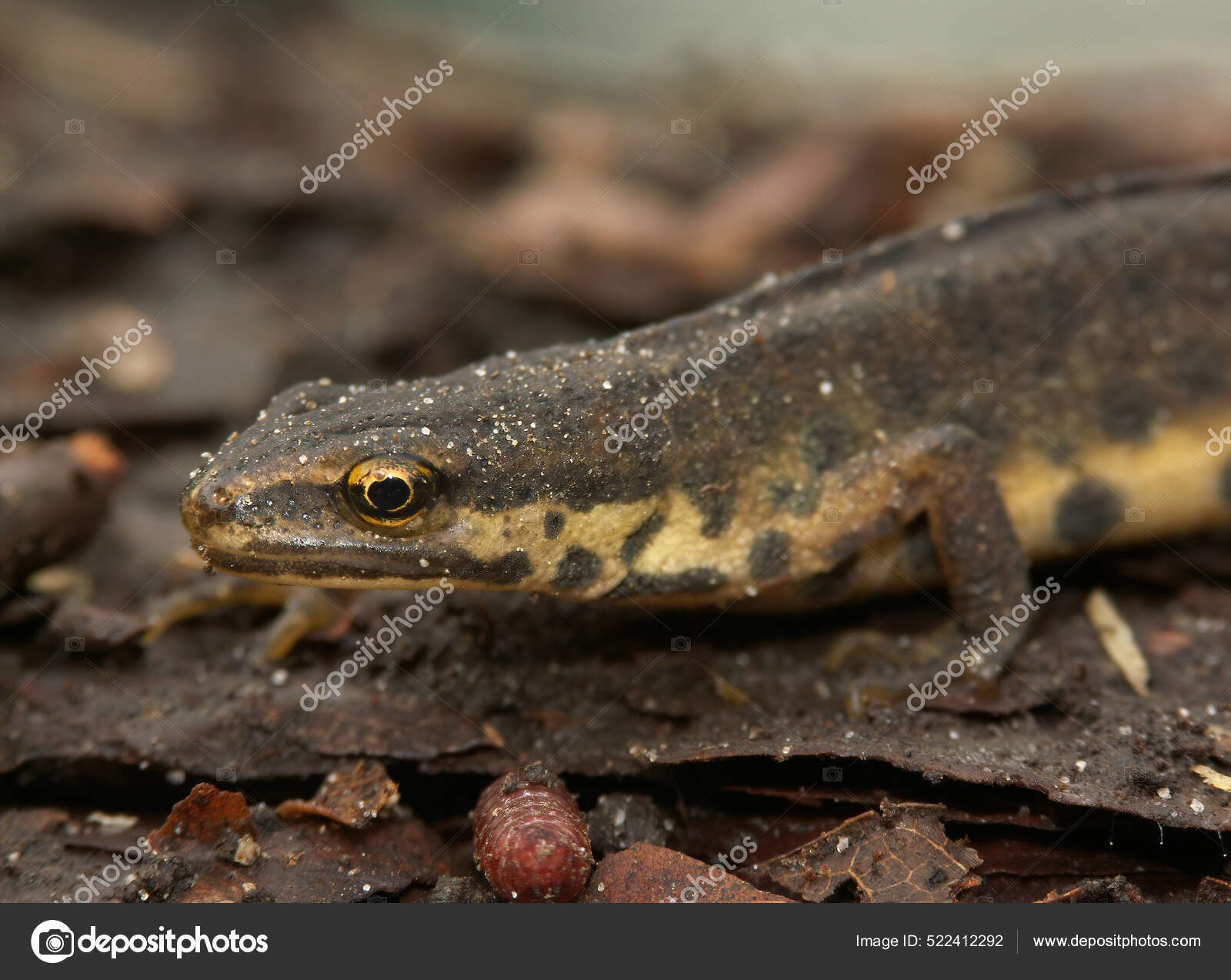 Closeup Terrestrial Male Smooth Newt Lissotriton Vulgaris Forrest Floor ...