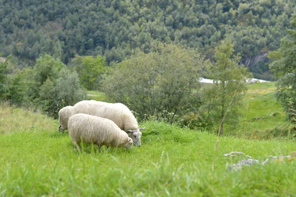 Ovis ammon poli Stock Photos, Royalty Free Ovis ammon poli Images ...