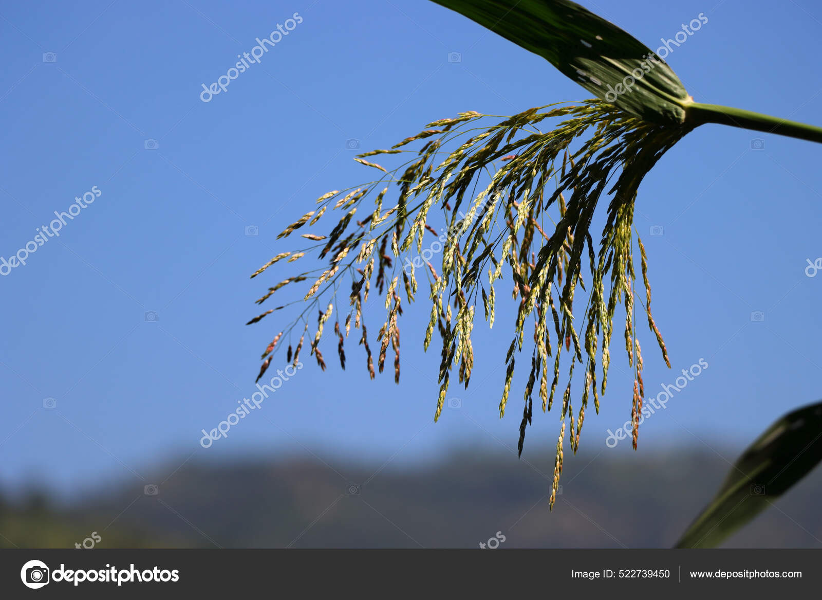 Growing Proso Millet