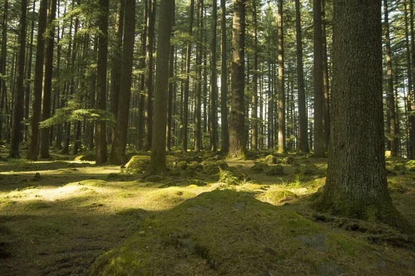 Deodar tree Stock Photos, Royalty Free Deodar tree Images | Depositphotos