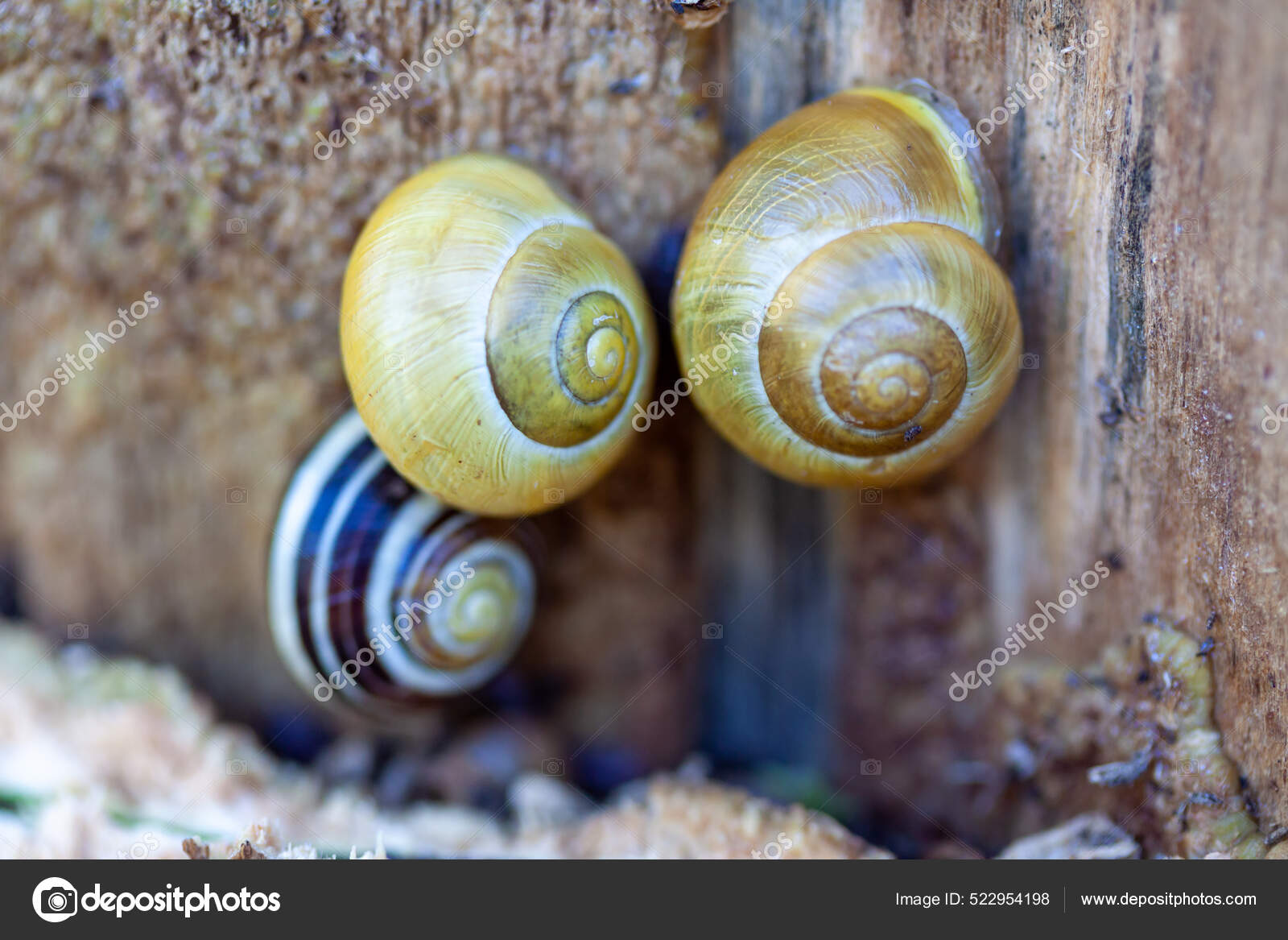 Selective Focus Shot Shelled Snails Tree Surface — Stock Photo ...