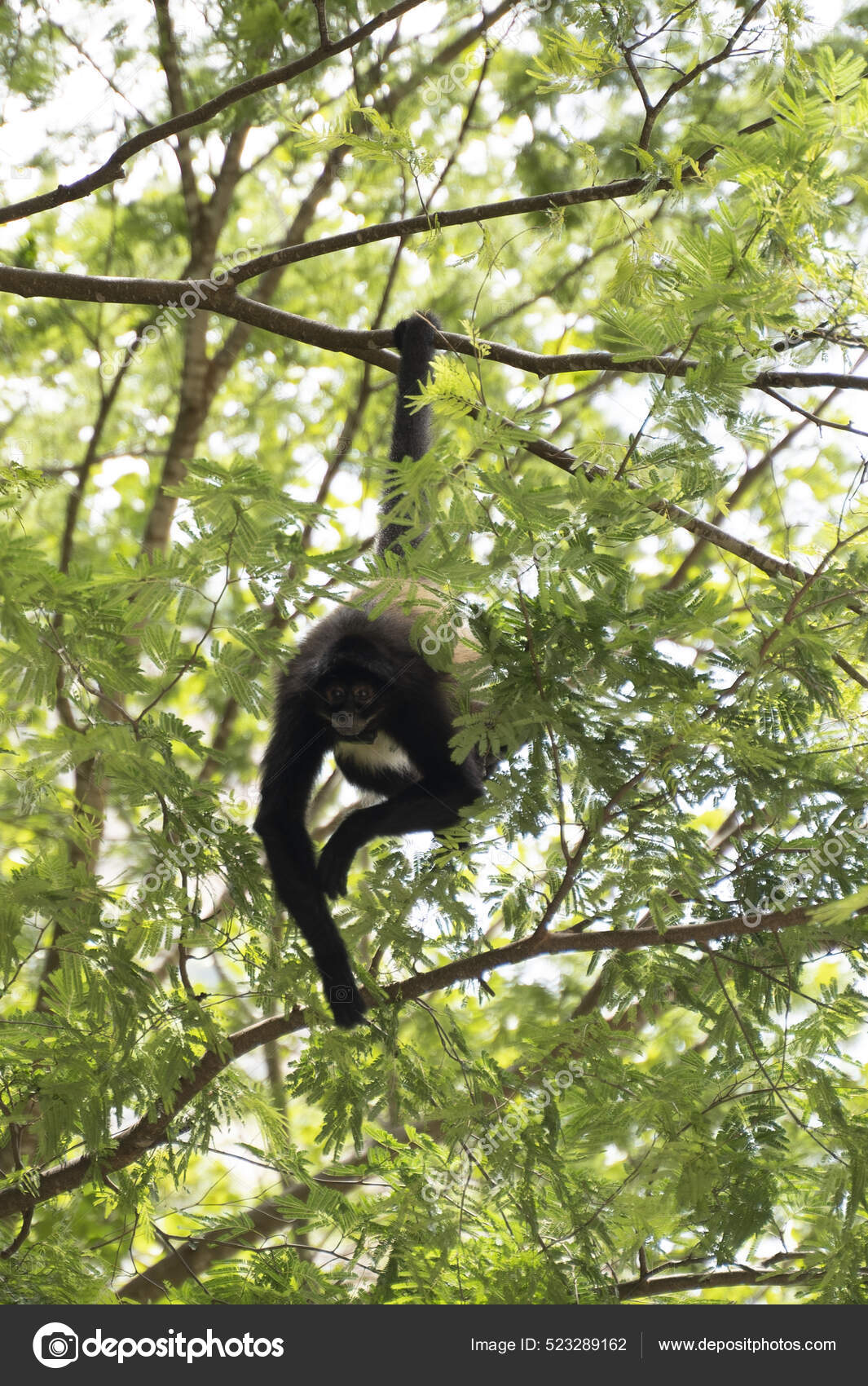 Monkeys Hanging In Trees