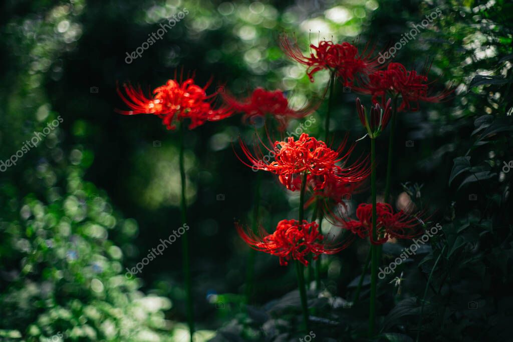 Un enfoque selectivo de la hermosa Lycoris radiata también conocida ...