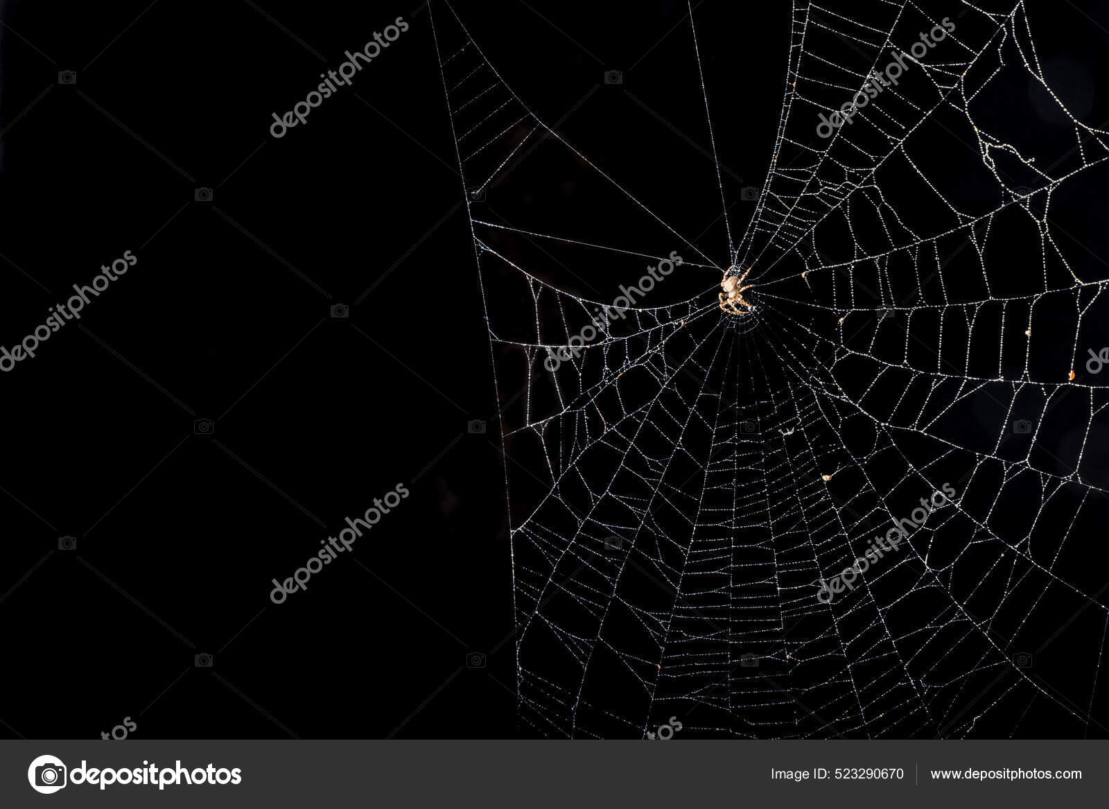Closeup Spider Cobweb Black Background Stock Photo by ©Wirestock 523290670