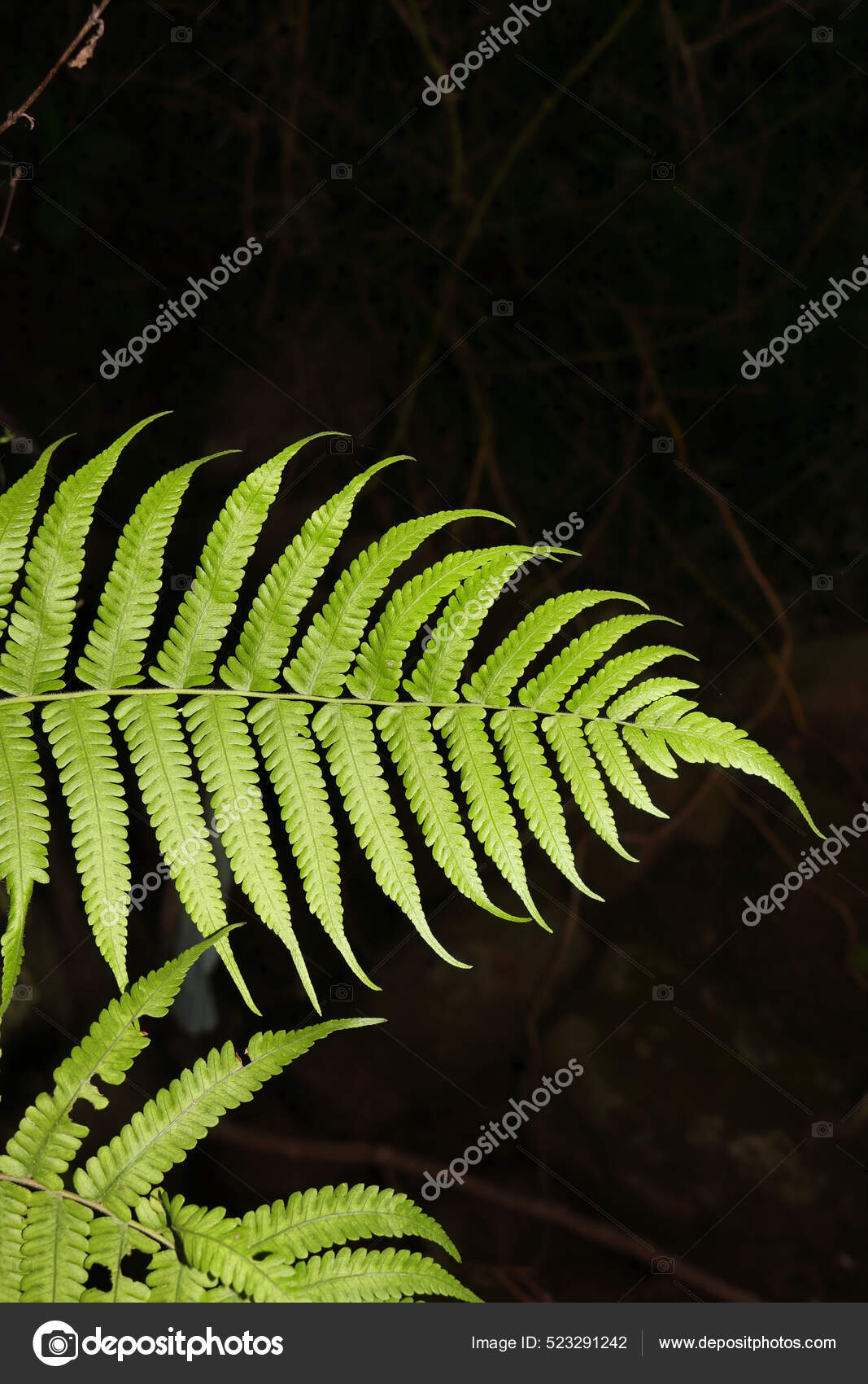 Vertical Top View Shot Christella Dentata Soft Fern Dark Background ...