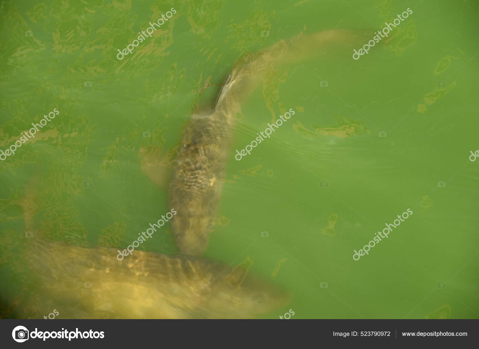 High Angle Shot Fish Swimming Green Water — Stock Photo © Wirestock ...