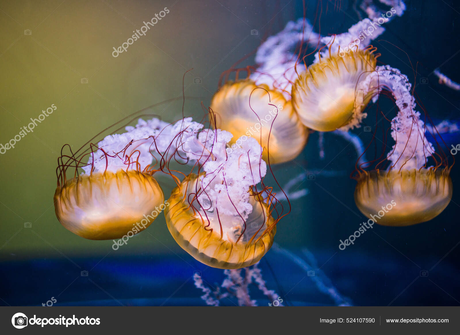 Beautiful Golden Jellyfish Floating Water — Stock Photo © Wirestock ...