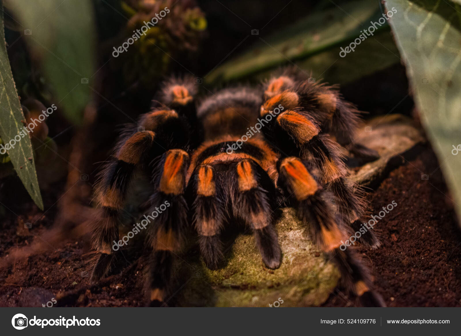 Closeup Smith's Redknee Tarantula Brachypelma Smithi — Stock Photo ...