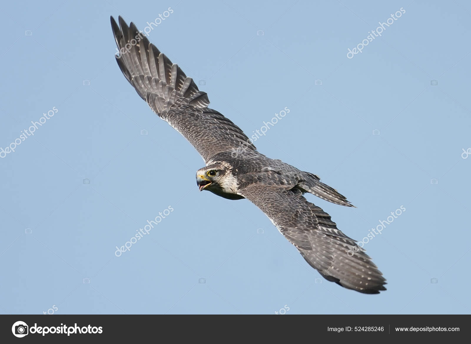 Falcon Flying In Sky