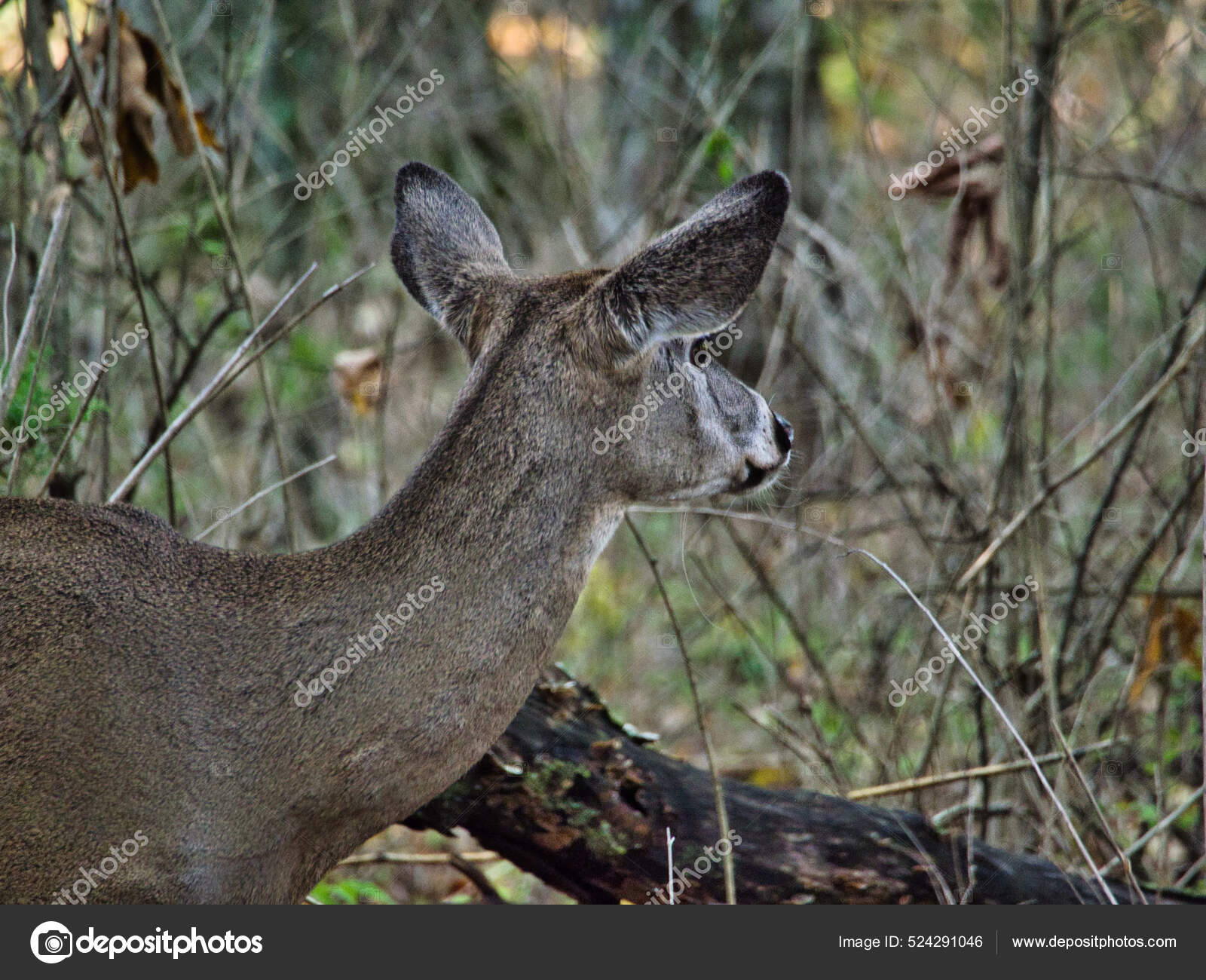 Selective Elegant Female Deer Ernie Miller Nature Center Olathe Kansas ...