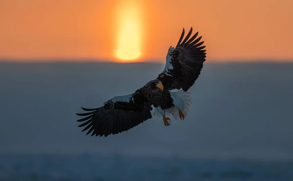 Eagle sunrise Stock Photos, Royalty Free Eagle sunrise Images ...