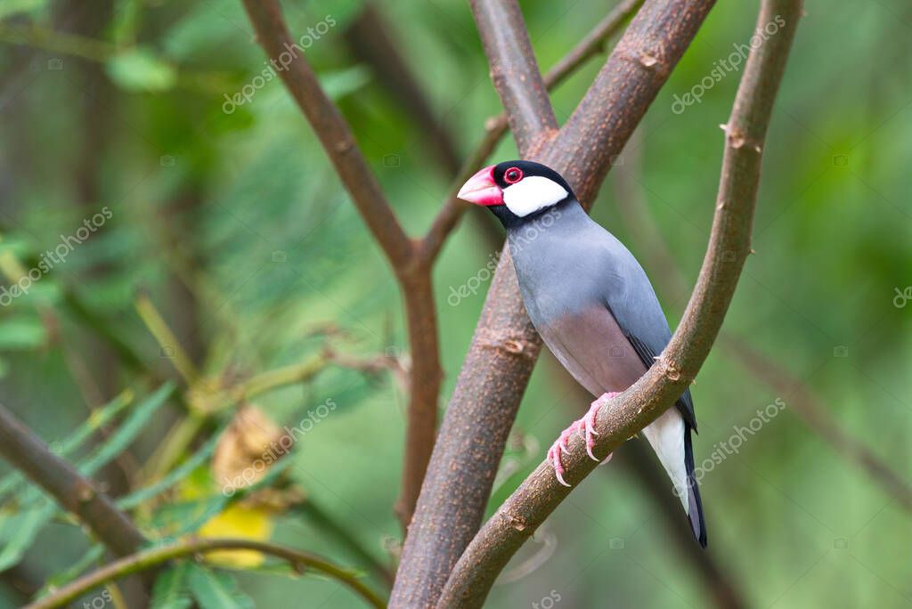 hermoso pájaro gorrión de Java en la naturaleza posado en una rama 2024