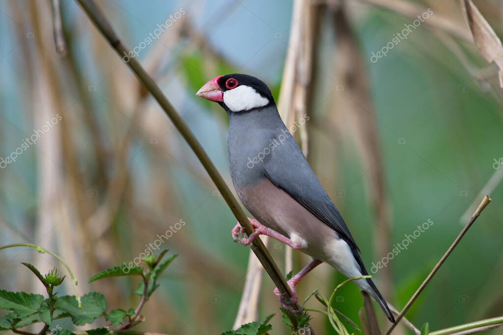 hermoso pájaro gorrión de Java en la naturaleza posado en una rama 2023