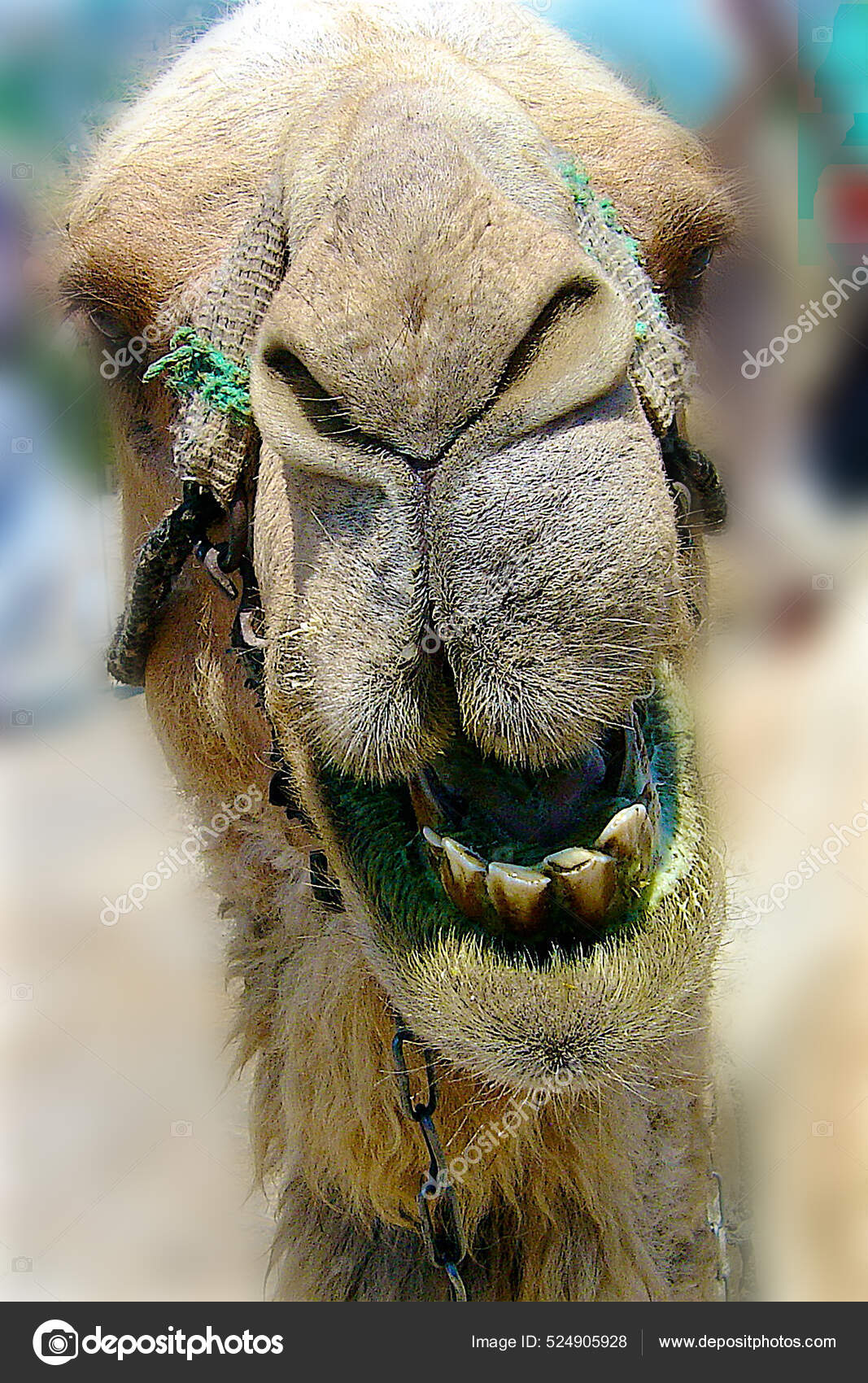 Shallow Focus Portrait Camel — Stock Photo © Wirestock #524905928 Shallow Focus Portrait Camel — Stock Photo © Wirestock #524905928