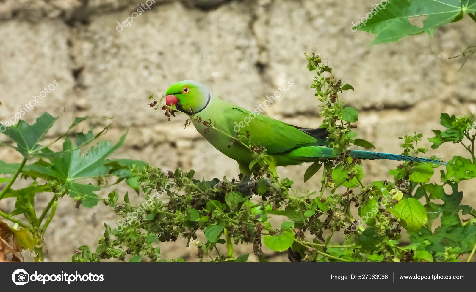 Beautiful Lovely Green Rose Ringed Parakeet Parrot Perched Plant ...