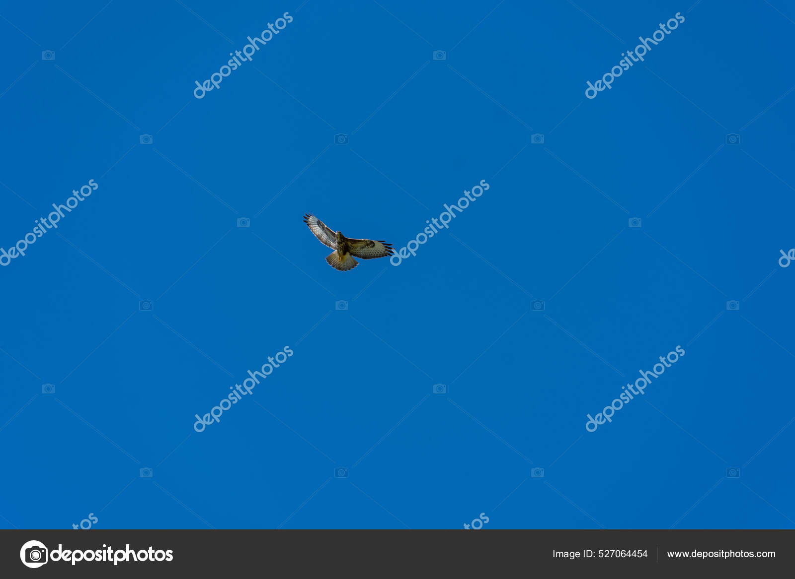 Beautiful View Bird Flying Clear Blue Sky — Stock Photo © Wirestock ...