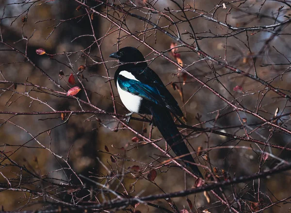 A magpie sitting on a branch overlooking a local park in Calgary ...